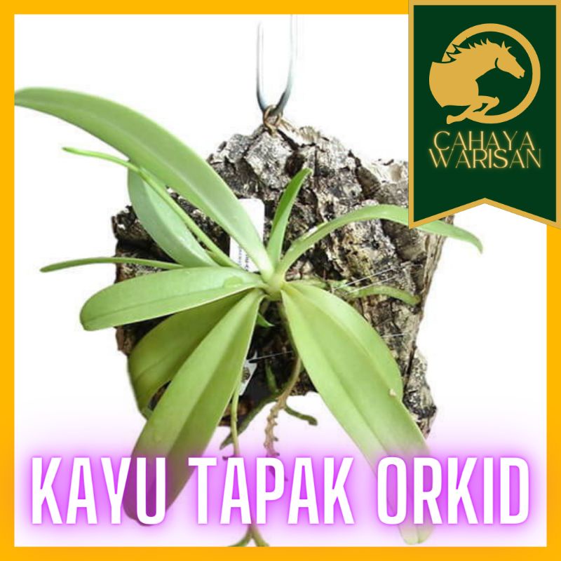 Kayu Buruk, Driftwood, Kayu Hanyut Tapak Orkid - Cahaya Warisan Agro ...