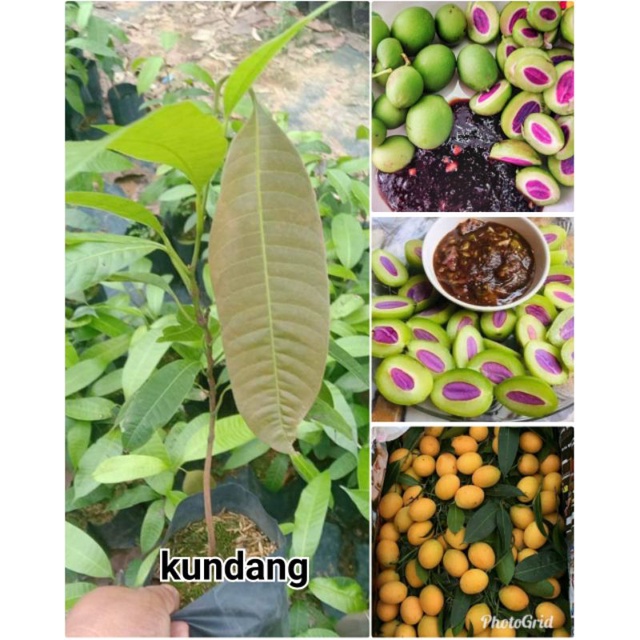 KKB Anak Pokok Kundang,Remia, Gemia, Buah Star/Staq | Shopee Malaysia