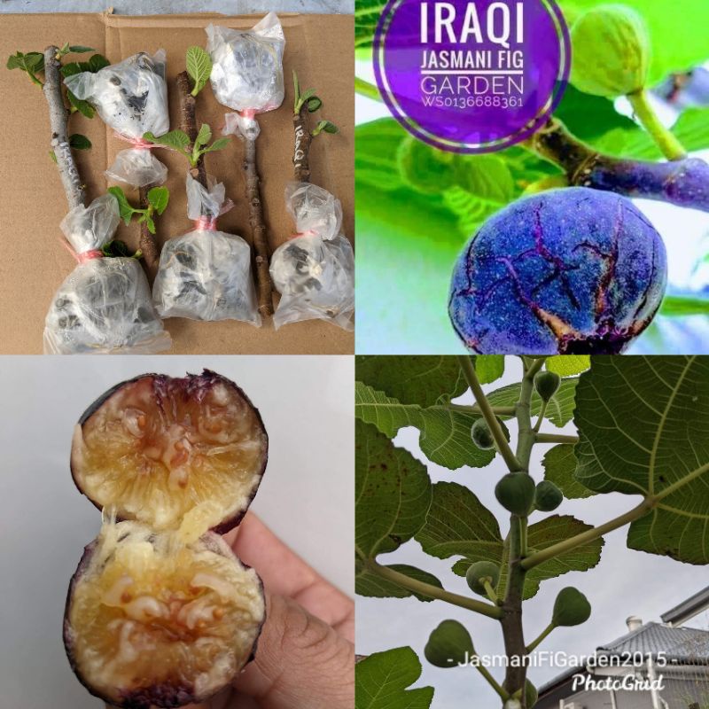 Tut pokok tin IRAQI. | Shopee Malaysia