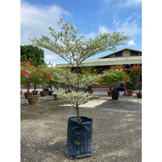 GPS Green Plant Society Live Tree Bucida Variegated 3 Layer | Shopee ...