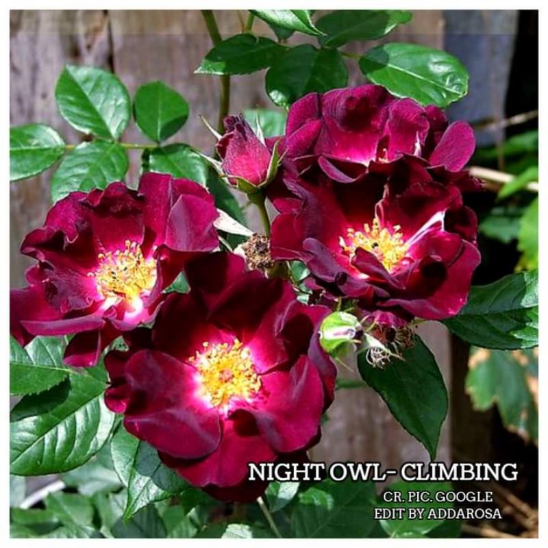 ROSE BER ID (STOK BARU) LIST DI BAWAH | Shopee Malaysia