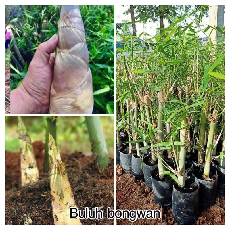 Anak pokok buluh bongwan, lemak gajah dan buluh betung | Shopee Malaysia Anak pokok buluh bongwan, lemak gajah dan buluh betung | Shopee Malaysia