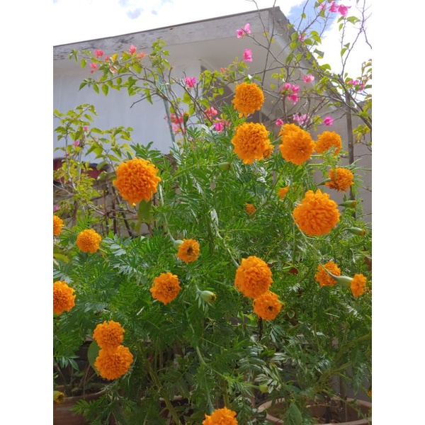 BENIH BUNGA TAIK AYAM / MARIGOLD | Shopee Malaysia