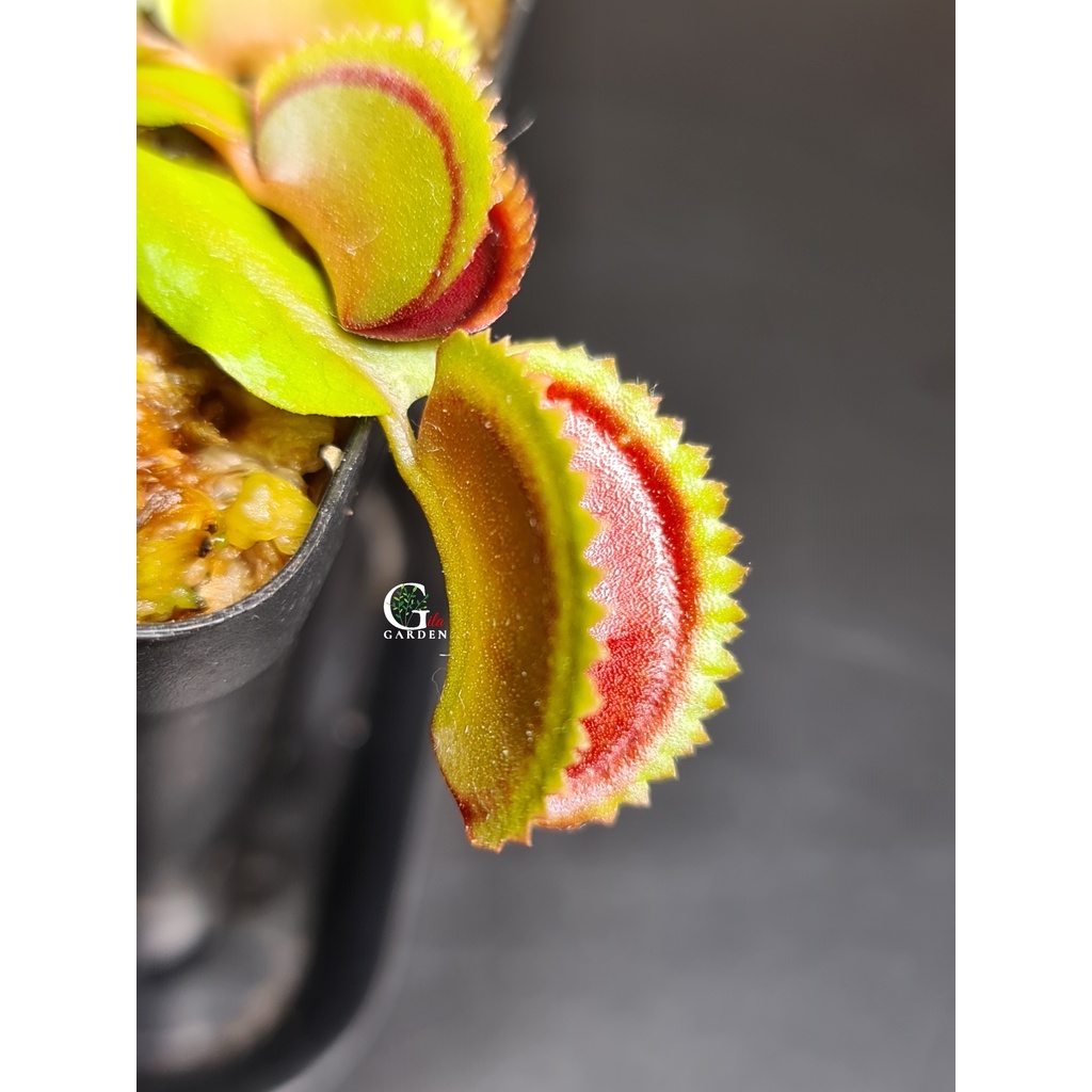 Venus Flytrap Roaring Flame [Dionaea Muscipula, Venus Flytrap ...