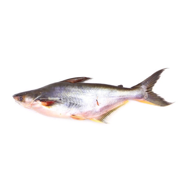 [Fresh] Ikan Patin (Seekor) | Shopee Malaysia