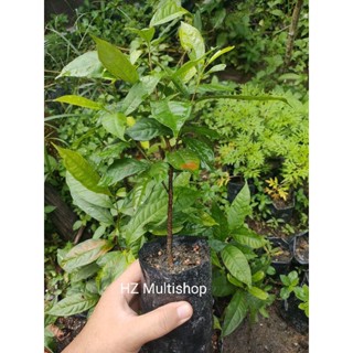 Pokok Serai Kayu / Pokok Samak | Shopee Malaysia