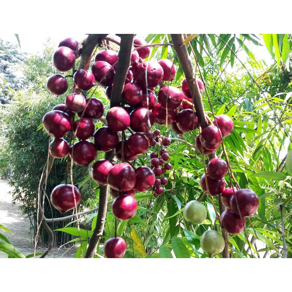 Anak Pokok Perupuk atau Pokok Johor atau Ceri Terengganu | Shopee Malaysia