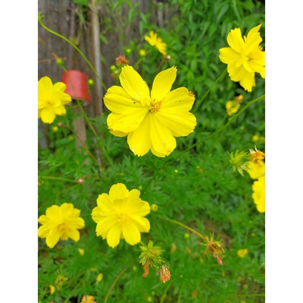 Bunga kembang kuning./kosmos. | Shopee Malaysia