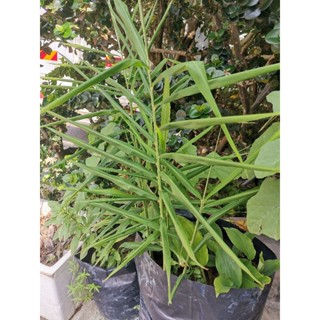 ANAK POKOK HALIA BENTONG /BENTONG GINGER PLANT | Shopee Malaysia