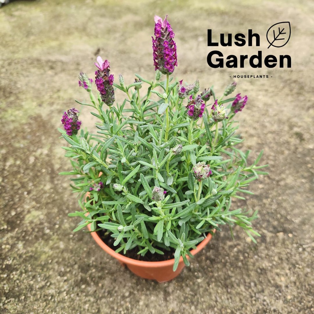 (Fragrant) Spanish Lavender/ Lavandula Stoechas 西班牙薰衣草 140mm Pot Herb ...