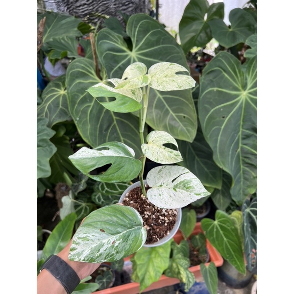 Ab Nursery Epipremnum Pinnatum Marble Queen Epi Marble Shopee