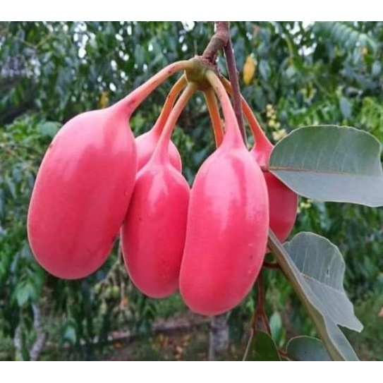 Anak Pokok Larak aka Uvaria Rufa | Shopee Malaysia