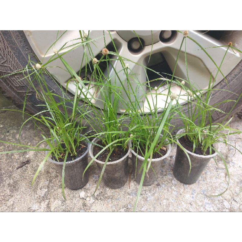 rumput Helicopter / Rumput Ubat Kucing / rumput Mata Lalat 4 pasu ...