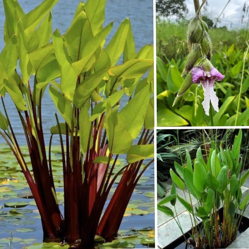 Thalia dealbata Aquatic live Pond plant Red Stem Flowering Pokok hiasan ...