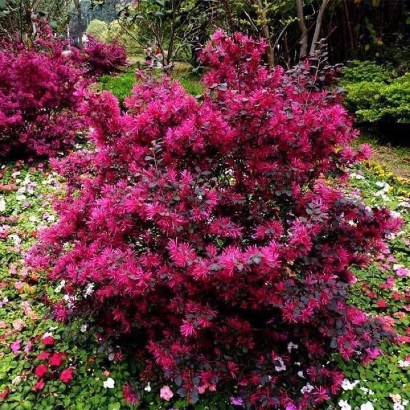 Pokok hidup hiasan landskap loropetalum, Chinese fringe-flower | Shopee ...
