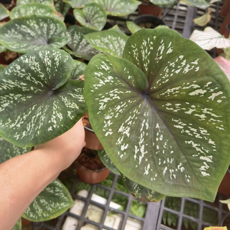 Caladium -Pokok Keladi /Indoor Plant/Real Live Plant/Pokok Bunga Hiasan ...