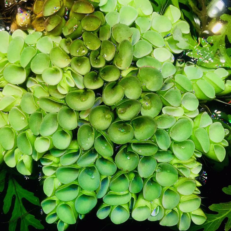 Salvinia Culcullata (Floating plant) Aquatic plant | Shopee Malaysia