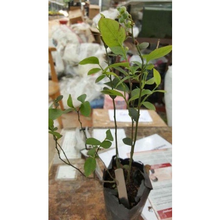 Pokok Blueberry(Anak Pokok Blueberry) | Shopee Malaysia