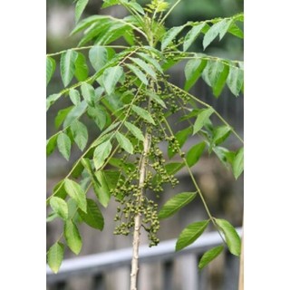 Anak Pokok Melada Pahit @ Bisul (polibag) | Shopee Malaysia