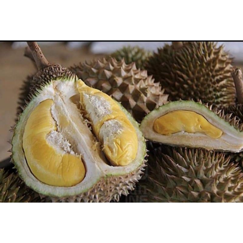 ANAK POKOK DURIAN TANGKAI PANJANG / GANJA / KANYAO (D158) HYBRID ...