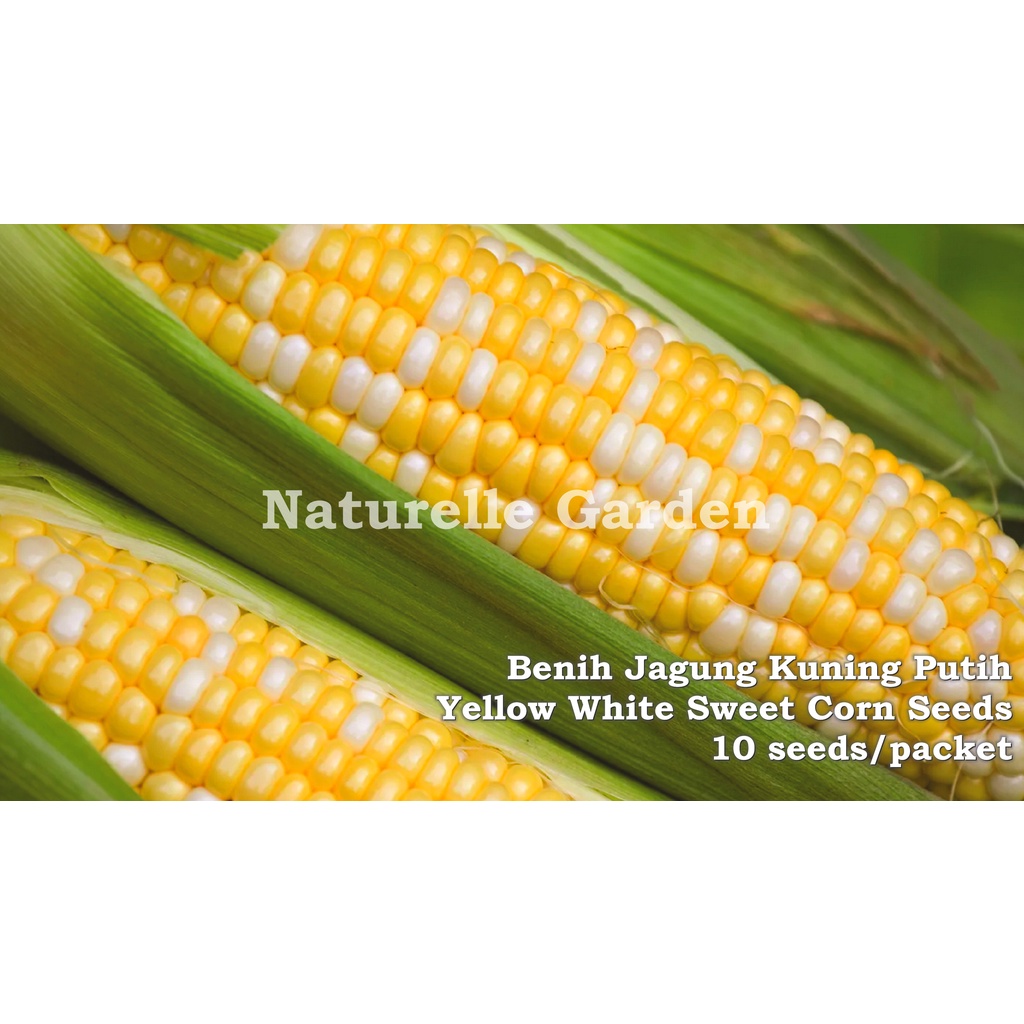 Benih Jagung Kuning Putih F1 Yellow White Sweet Corn Seeds F1 Benih ...