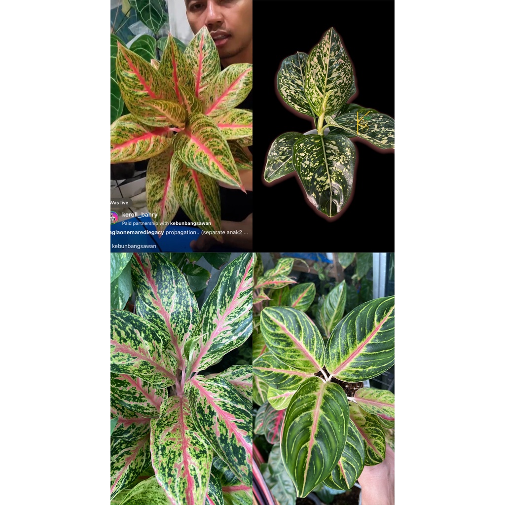 Aglaonema Variety (family) aroid plants | Shopee Malaysia