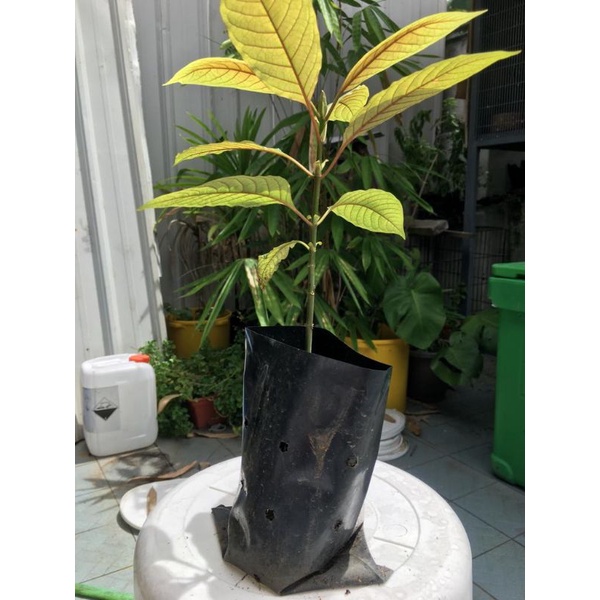 Anak Pokok Herba Ubatan Tradisional | Shopee Malaysia