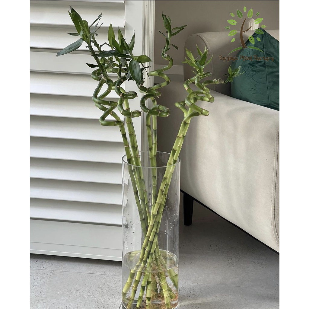 Berjaya Plant Nursery - Lucky Bamboo Stick(Pokok Bunga Hidup/Pokok ...