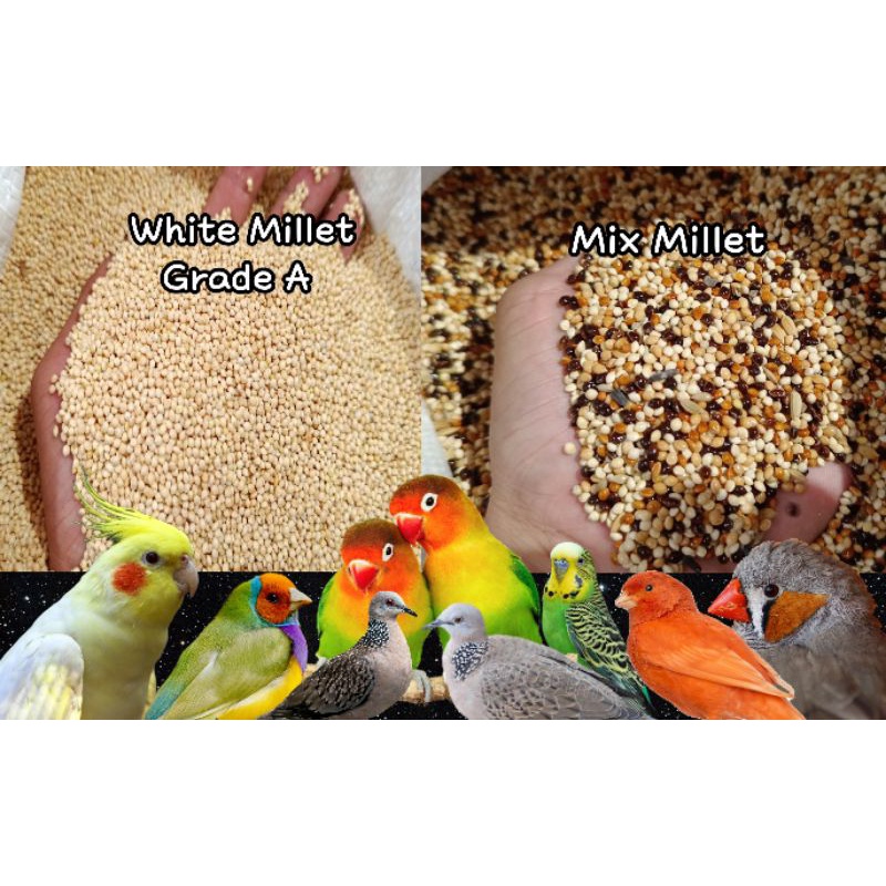 White Millet Grade A/Mixed Millet (500g/1kg) Sesuai Semua Burung Kecil ...