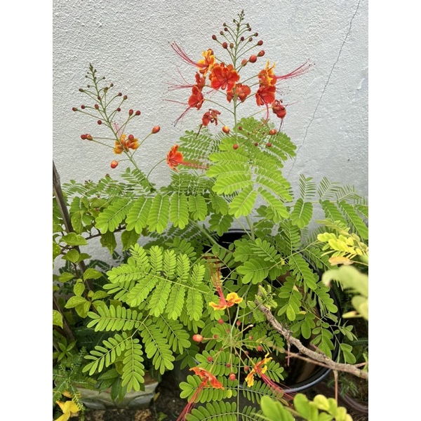 Biji Benih Semarak Api Merah / Bunga Merak / Flame of the Forest ...