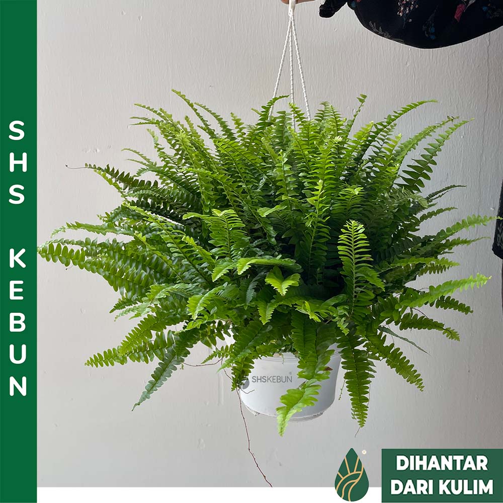 Boston Fern Live Plant Sword Fern Plant Indoor Plant Pokok Paku Pakis ...