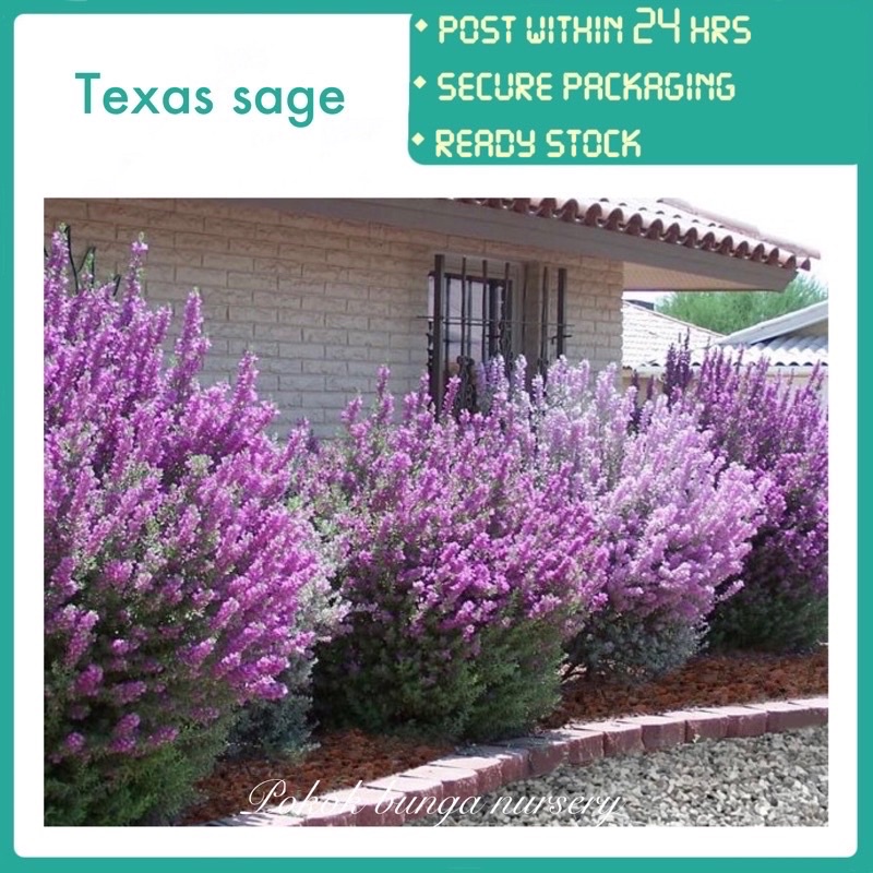 PBN - Texas sage - pokok bunga nursery silver leaf barometer bush ...