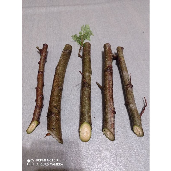 5 keratan benih Kacang munggai/moringa/ Kelor | Shopee Malaysia