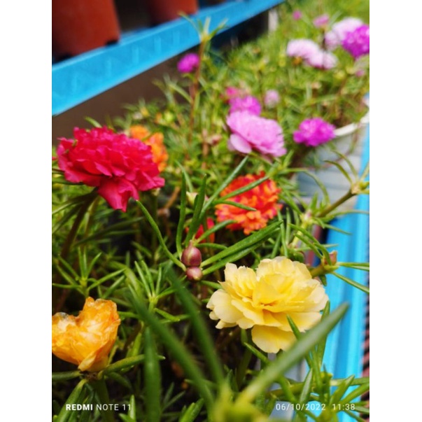 Bunga kembang pagi/Ros Jepun/Random mixed colour (7keratan) | Shopee ...