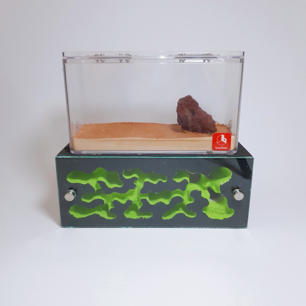 A Handcrafted Mimic of the Wild Formicarium - Ant Keeping Ant Farm Ant ...