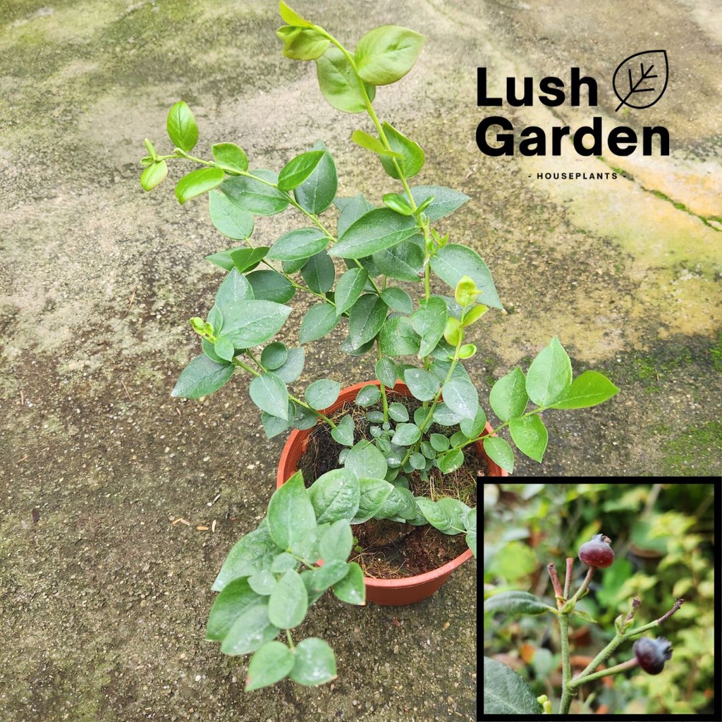 Blueberry Plant/ Pokok Beri Biru 蓝莓树 170mm Pot Fruit Tree Live Plant ...