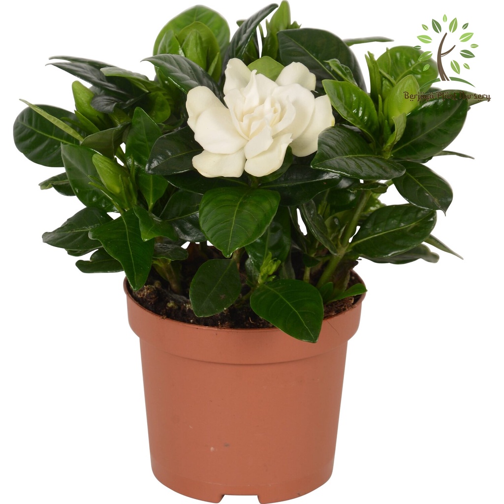 Berjaya Plant Nursery - Cape Jasmine/Gardenia Jasminoides(Pokok Bunga ...