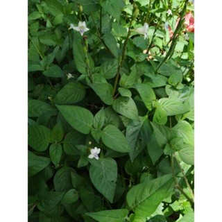 Pokok Rumput Israel / Asystasia gangetica / Makanan Arnab 200gm ...