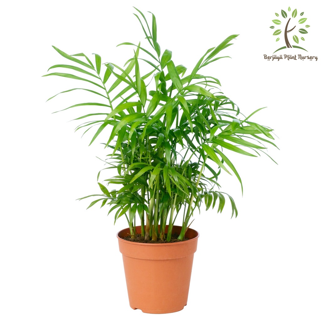 Berjaya Plant Nursery - Bamboo Palm/Chamaedorea Elegans(Pokok Bunga ...