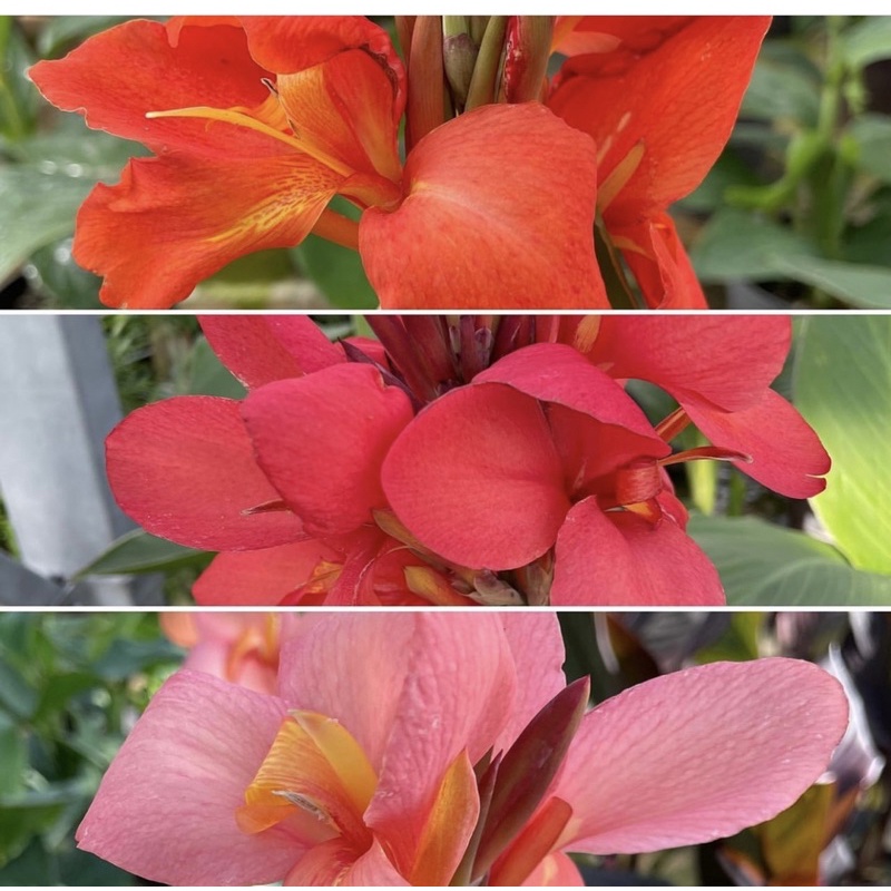 Canna Plant /Pokok Bunga Pisang / Pokok Bunga Tasbih Pelbagai Warna ...