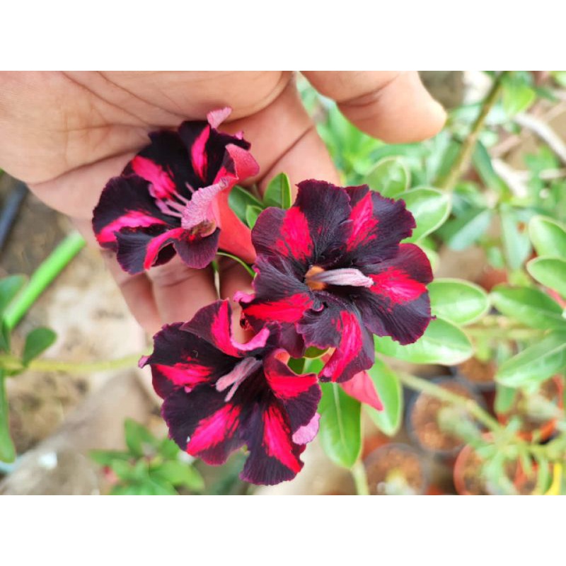 Adenium Kemboja Desert Rose Taiwan(Id Black Dragon Fly) | Shopee Malaysia