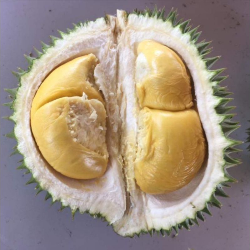 ANAK POKOK DURIAN HIJAU BESERAH D145 HYBRID | Shopee Malaysia