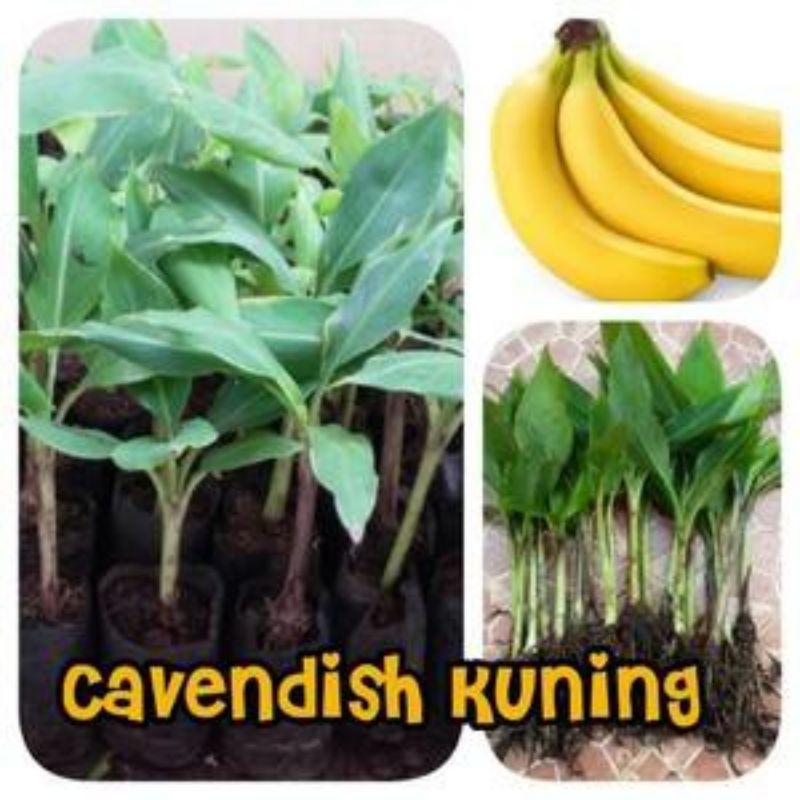 Pokok Pisang Cavendish Tisu Culture | Shopee Malaysia
