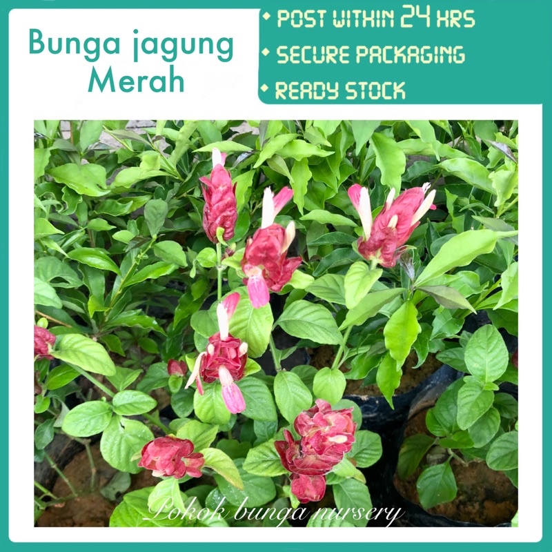 PBN - bunga jagung merah - anak pokok bunga nursery red shrimp plant ...