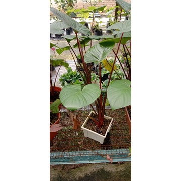 Homalomena Red Stem/Keladi Kemonyang Batang Merah | Shopee Malaysia