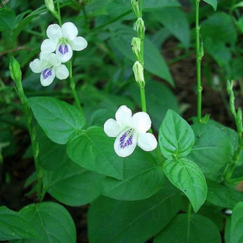 Pokok Rumput Israel / Asystasia gangetica / Makanan Arnab 200gm ...