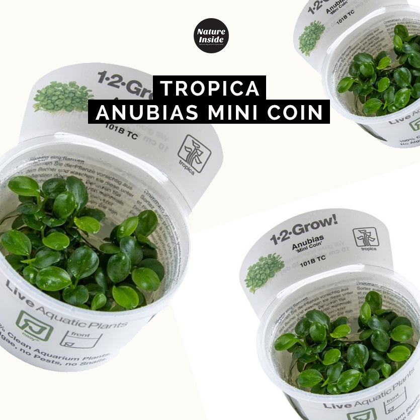 Tropica 1-2grow Anubias Barteri Mini Coin Aquatic Plant *New* | Shopee ...
