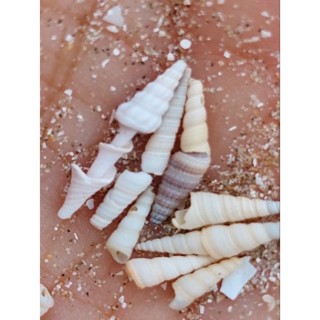 cengkerang siput / kerang sea shell 20pcs | Shopee Malaysia