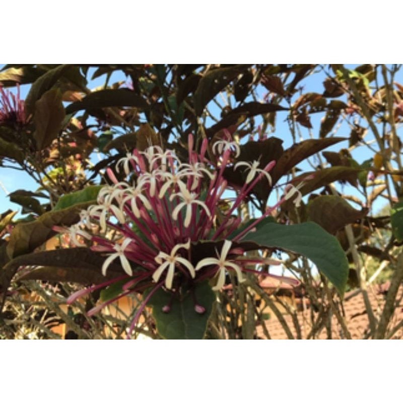 Cutting Bogawak Morado (15cm ) | Shopee Malaysia