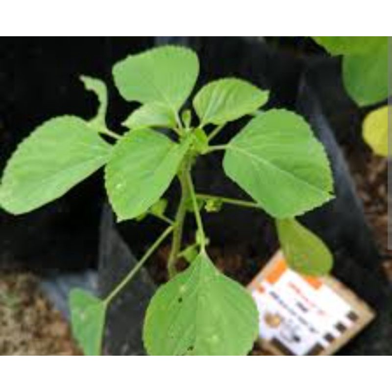 Pokok bolong bolong atau kucing kucingan untuk sembelit | Shopee Malaysia